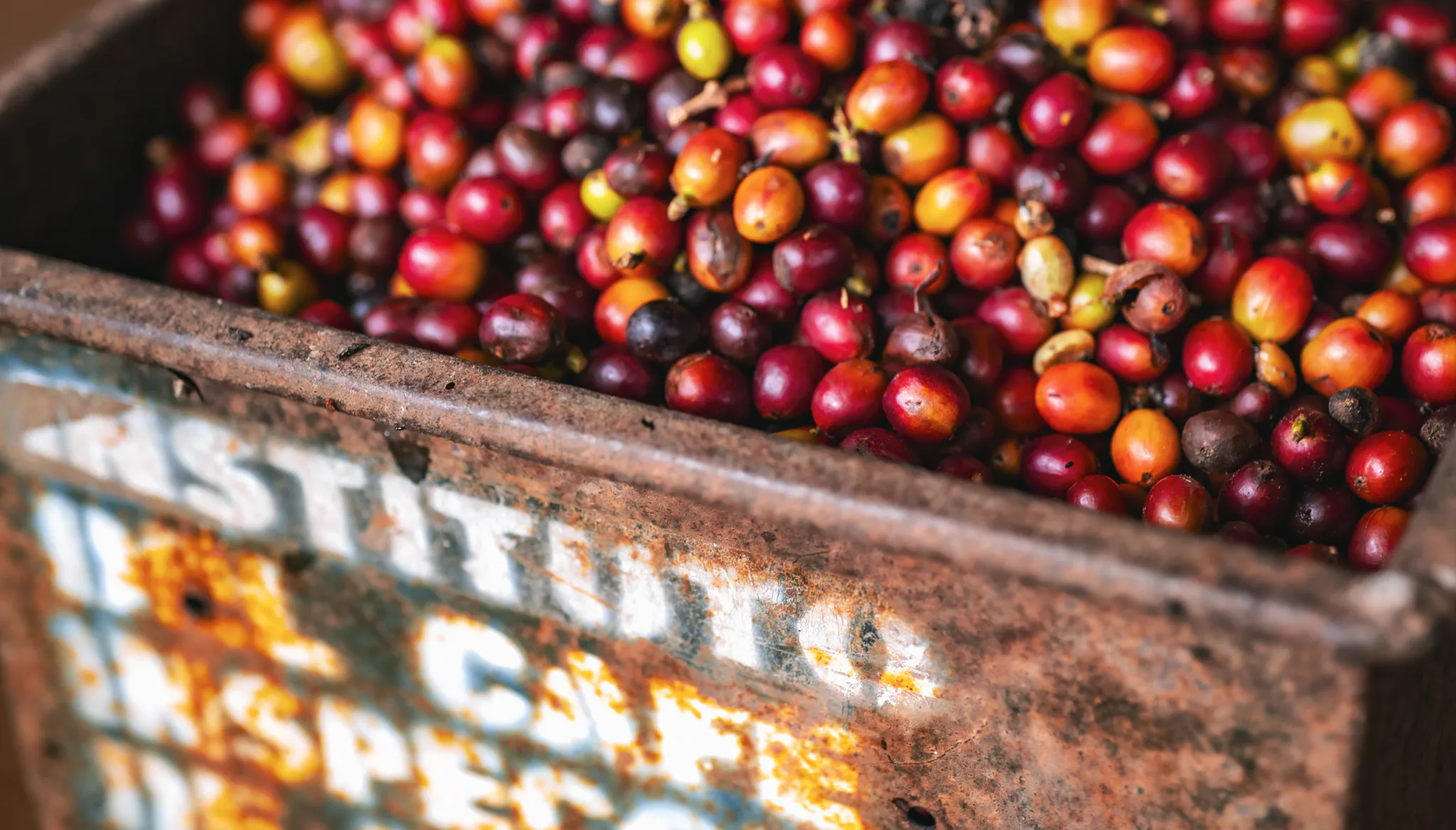 Del grano a la taza: la geografía del café de Costa Rica - De viajeros ...